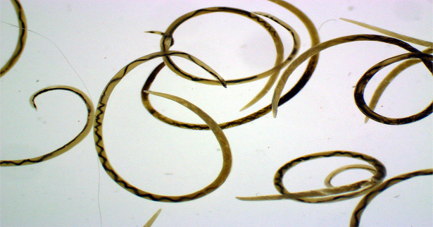 Rat Lungworm in Hawaii – Rat Lungworm Awareness